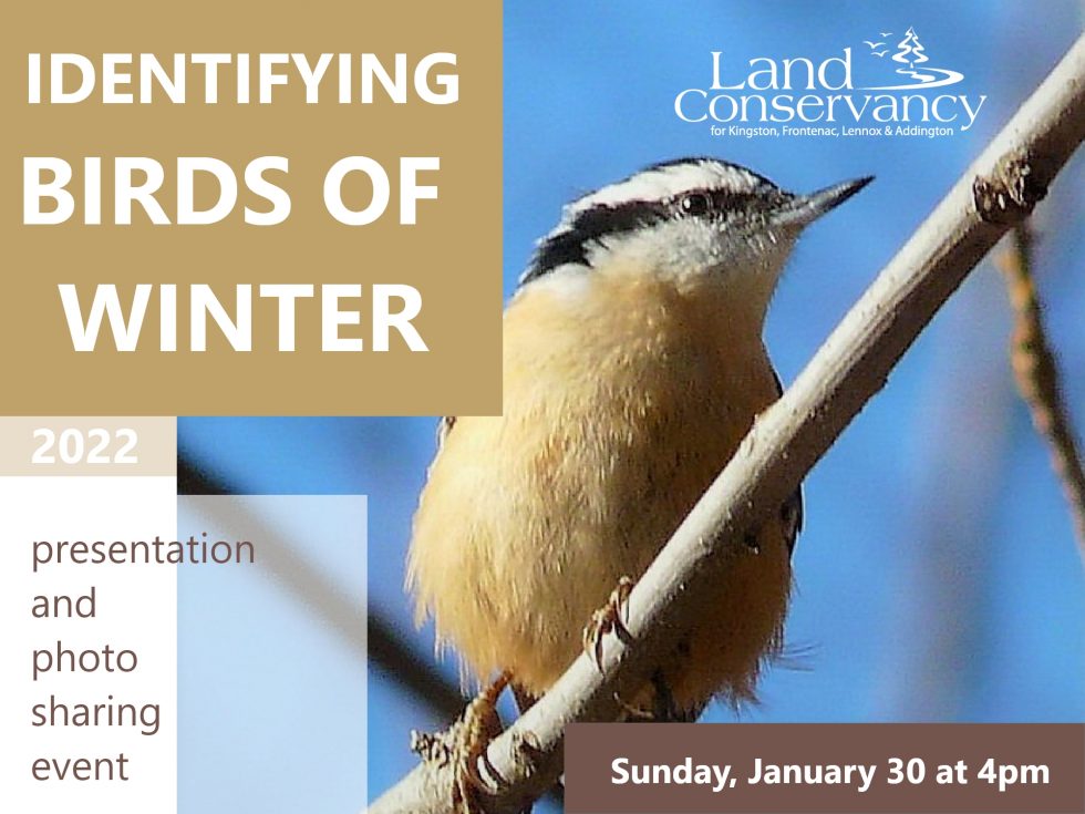 Identifying Birds of Winter: January 30, 2022 | Land Conservancy for ...