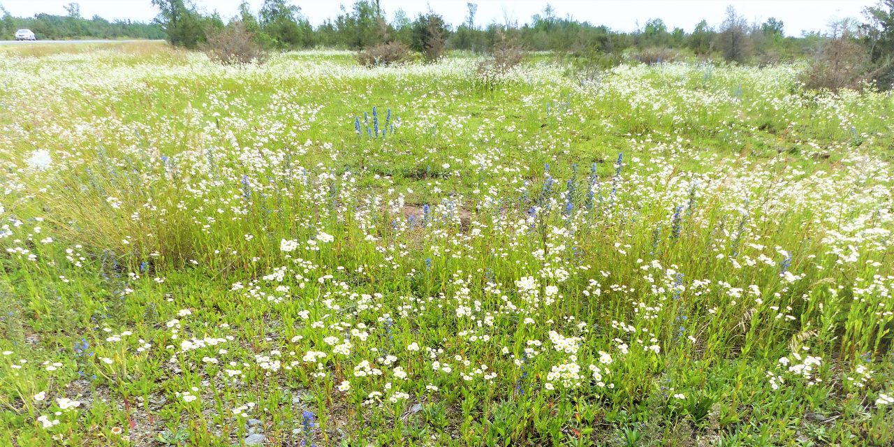 Unique KFLA Nature | Land Conservancy for Kingston, Frontenac, Lennox ...
